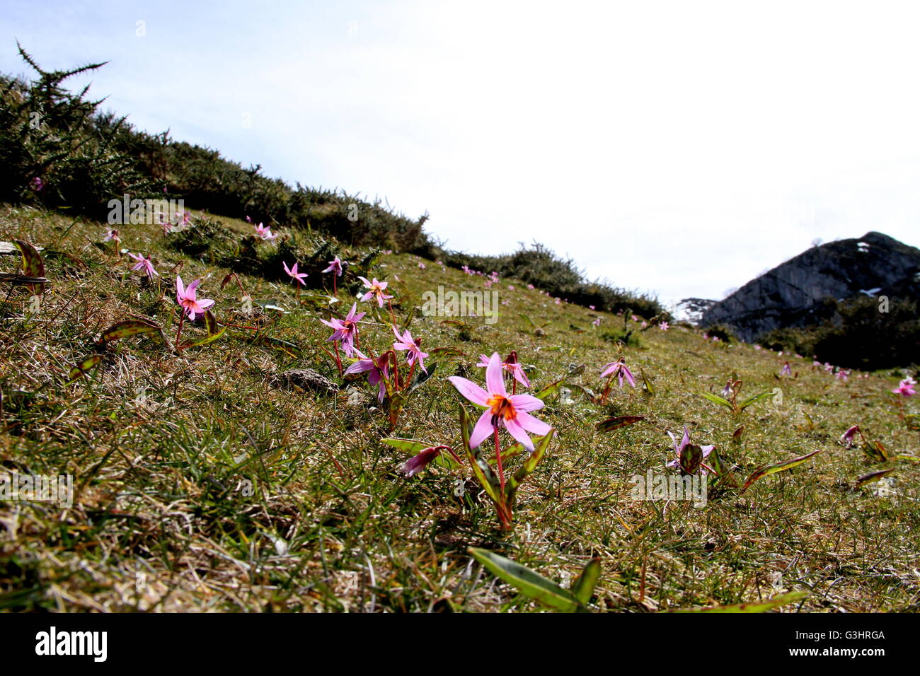 Picos de europa spring flowers hi-res stock photography and images - Alamy
