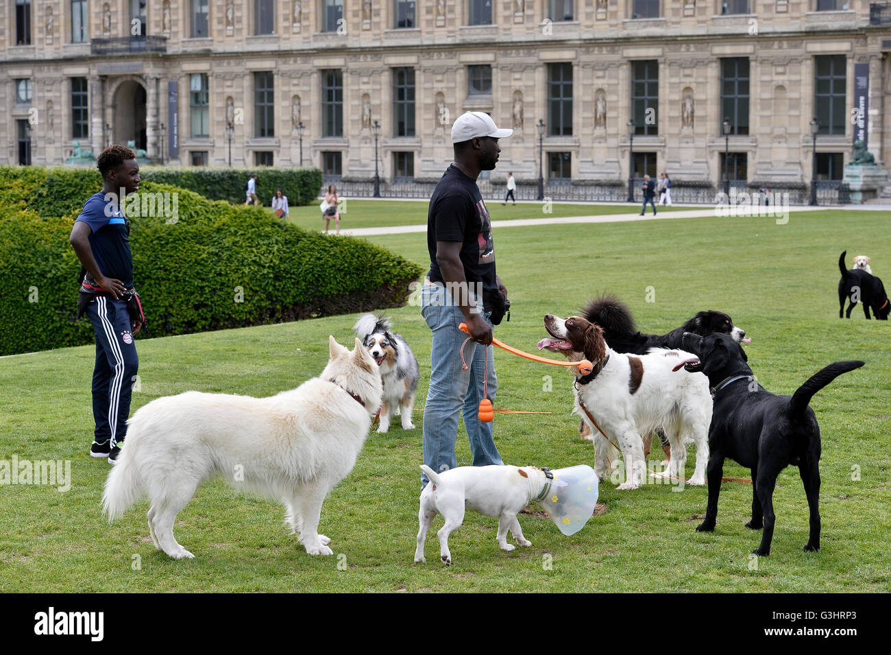Paris Dog High Resolution Stock Photography and Images - Alamy