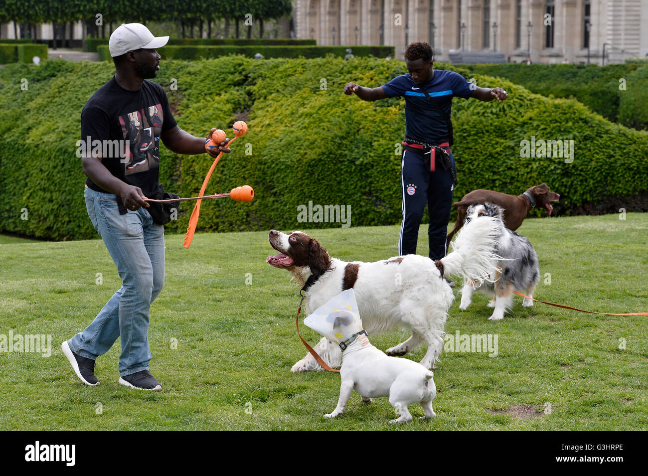Paris Dog High Resolution Stock Photography and Images - Alamy