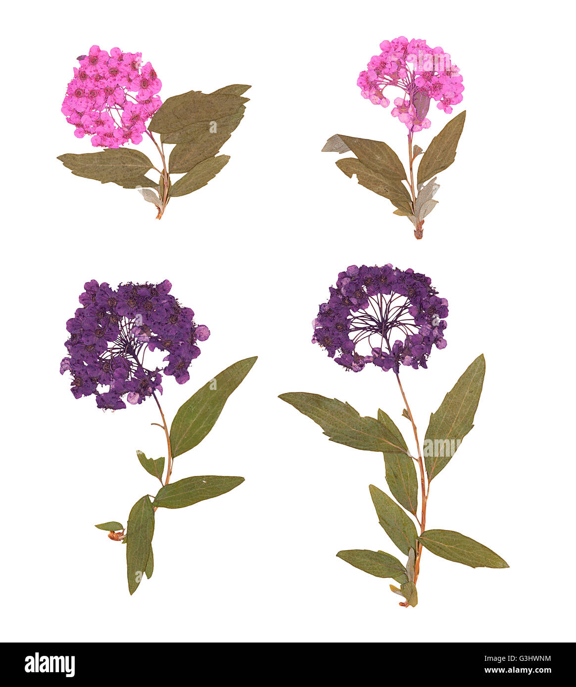 Set of wild dry pressed flowers and leaves isolated Stock Photo - Alamy