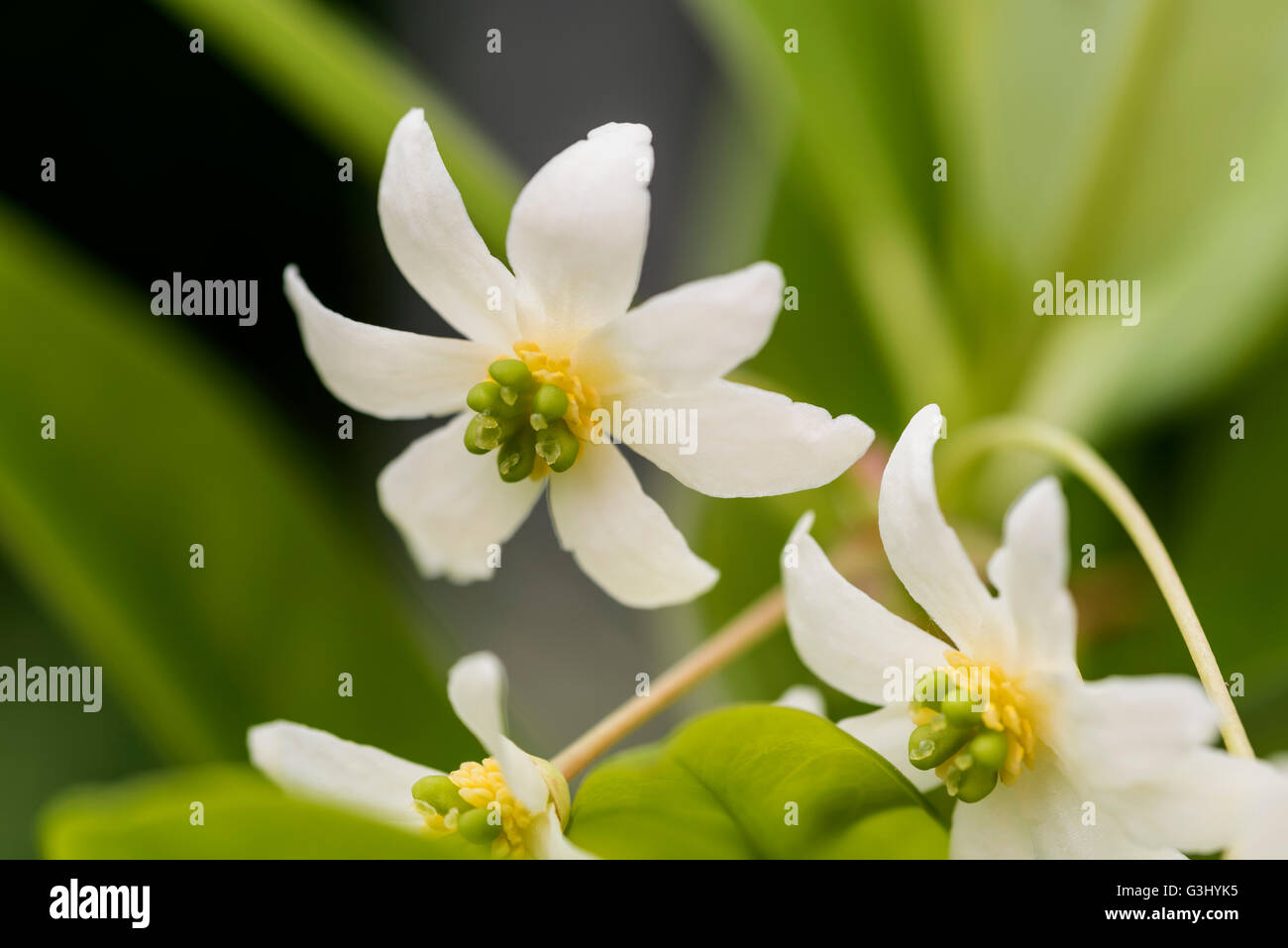 Drimys winteri, Winteraceae, white blooms Stock Photo - Alamy