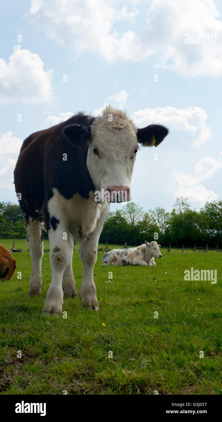 Two cattle togeather Stock Photo - Alamy