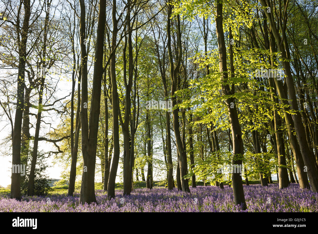 Beech trees and bluebell forest in spring, "Badbury Clump", "Badbury ...