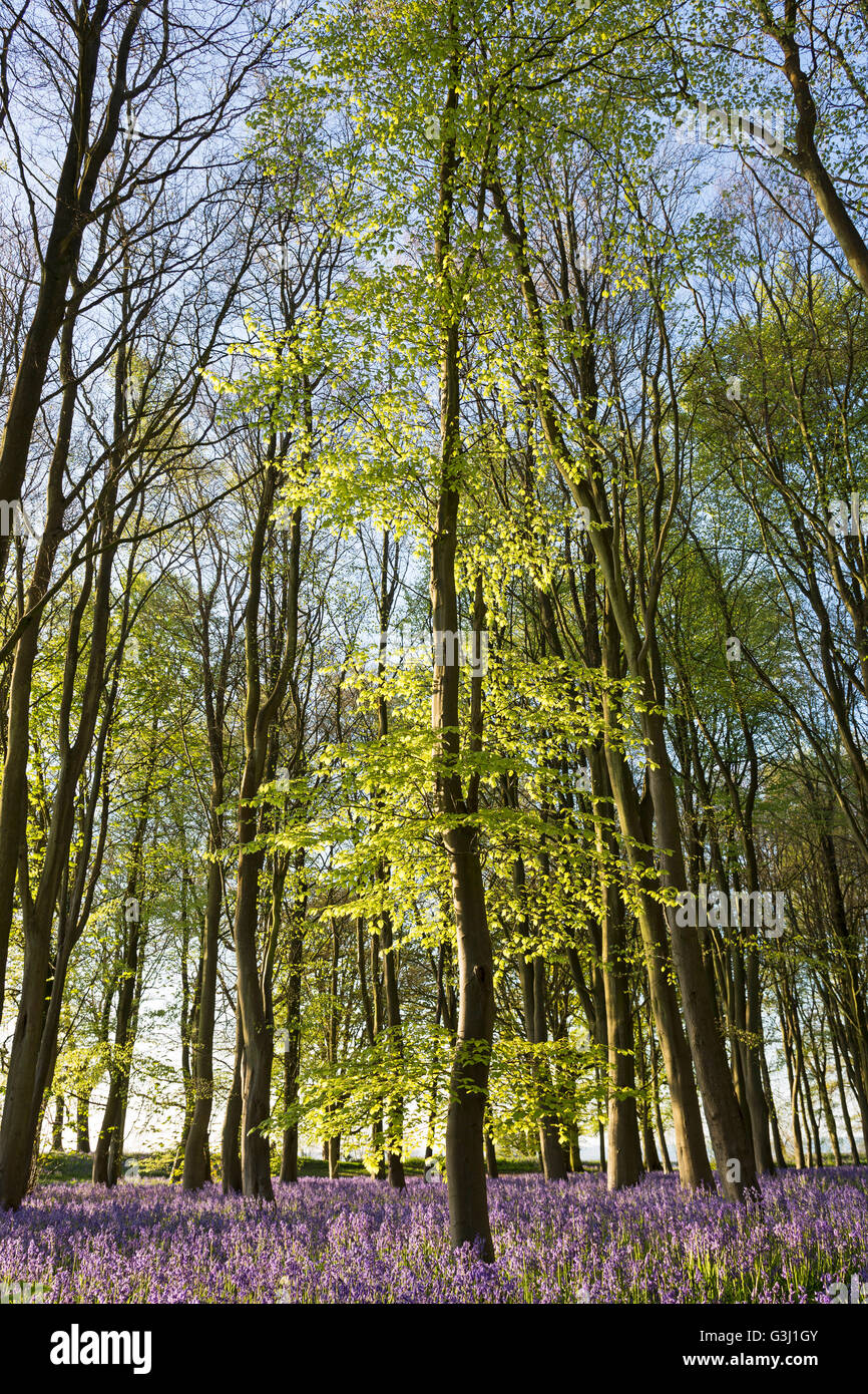 Beech tree in bluebell wood, "Badbury Clump", "Badbury Hill ...