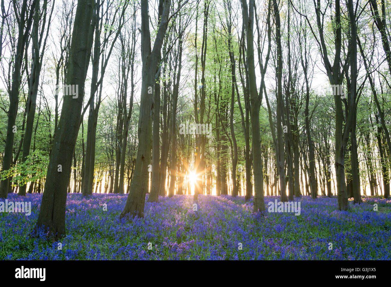 Beech wood and bluebells at sunrise, "Badbury Clump", "Badbury Hill ...