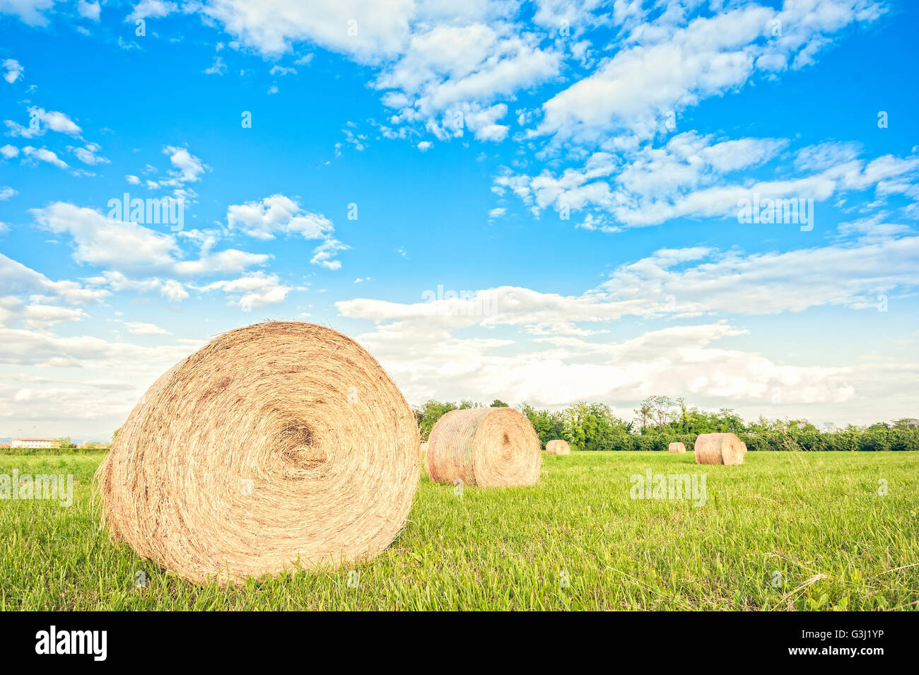 Big hay bale rolls in a green field with blue sky and clouds Stock ...