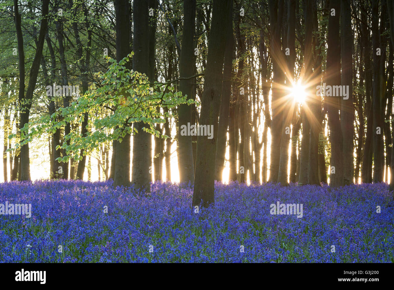 Bluebell wood sunrise, "Badbury Clump", "Badbury Hill", Oxfordshire ...