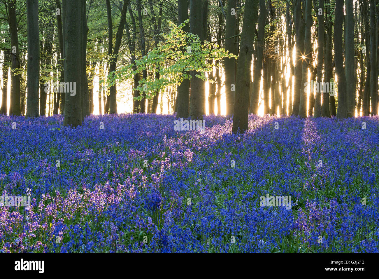 Bluebell wood sunrise, "Badbury Clump", "Badbury Hill", Oxfordshire ...