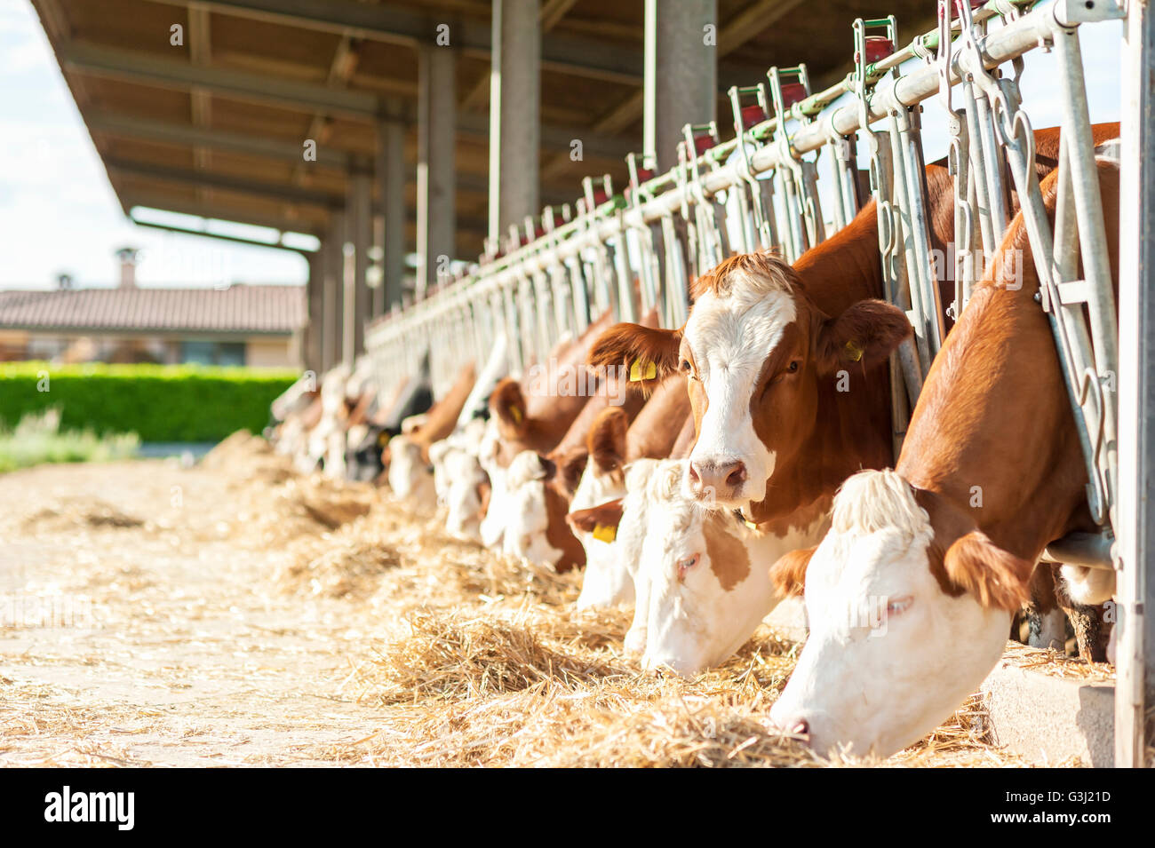 Many cows eating hay on feeding trough Stock Photo - Alamy