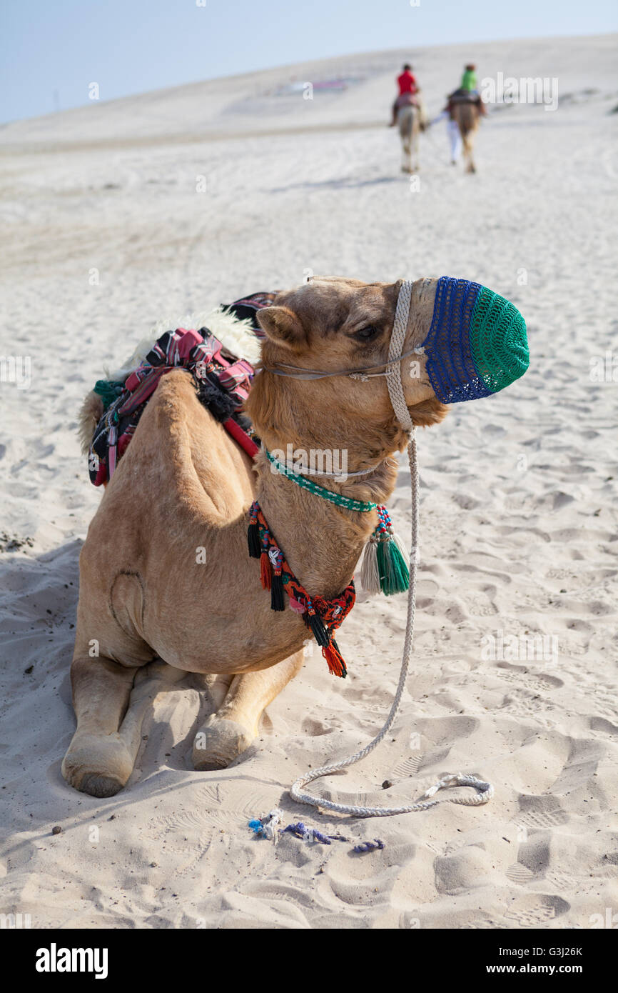 Camel rides tours hi-res stock photography and images - Alamy