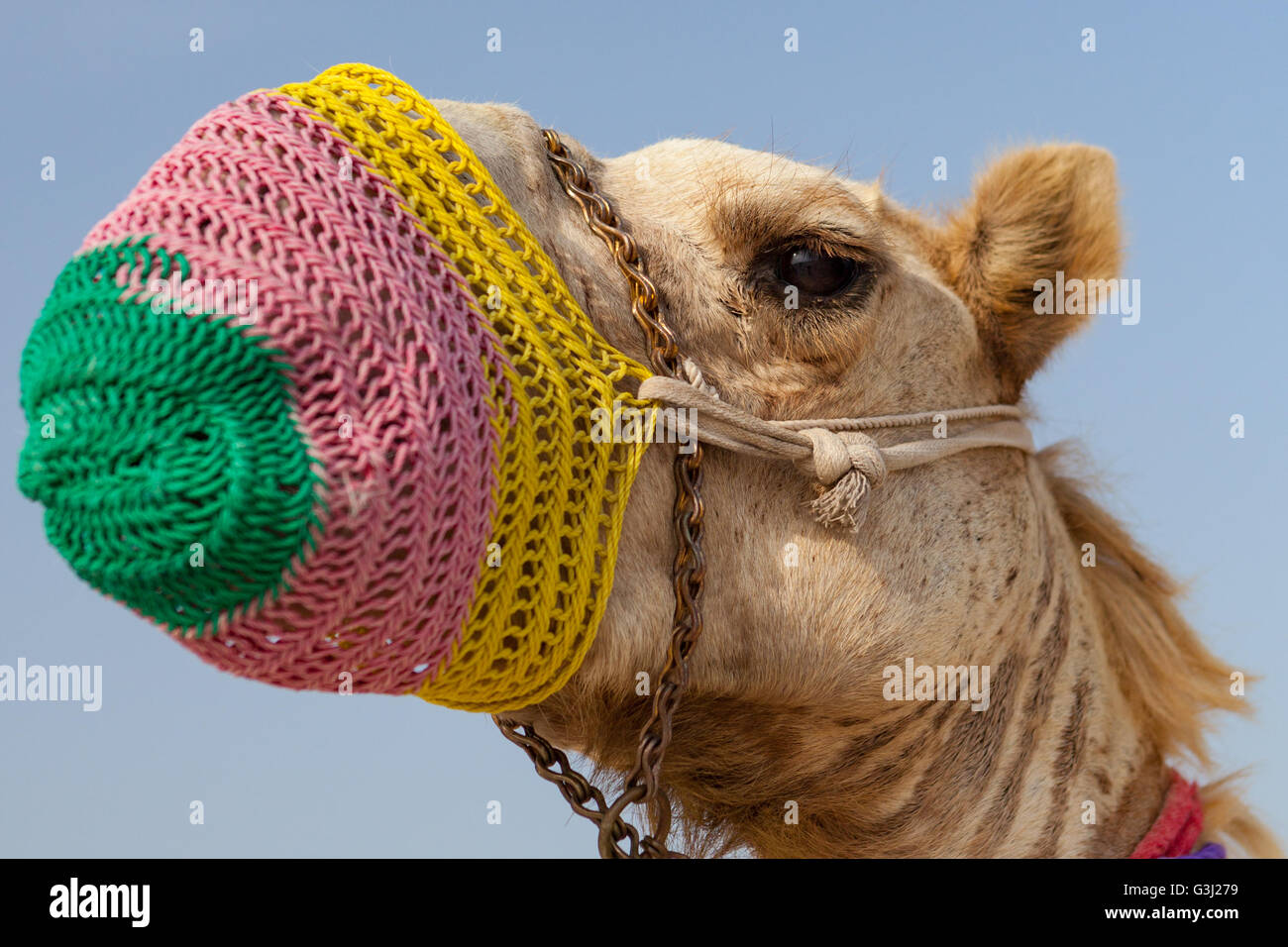 Camel halter hi-res stock photography and images - Alamy