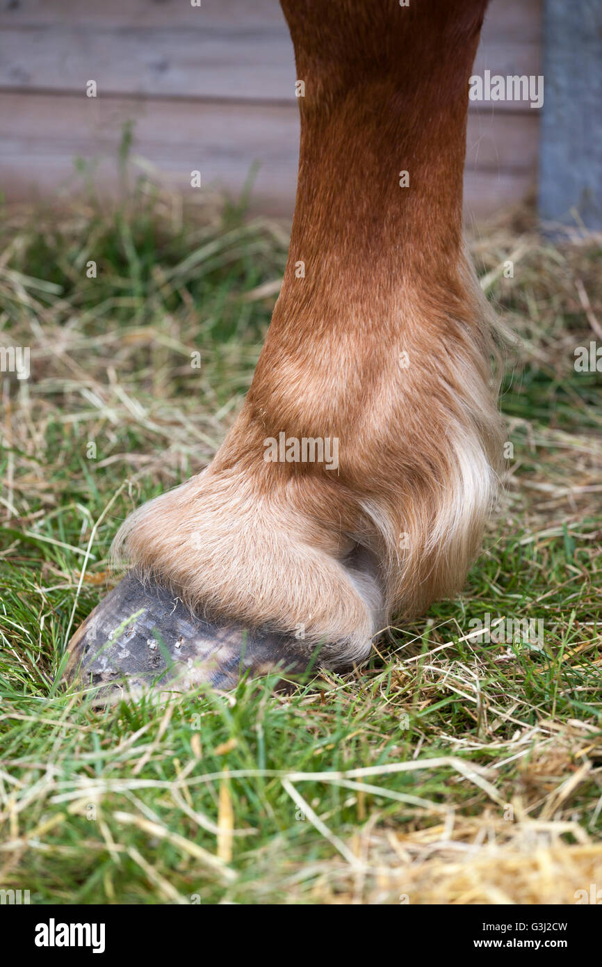 Heavy leg hi-res stock photography and images - Alamy