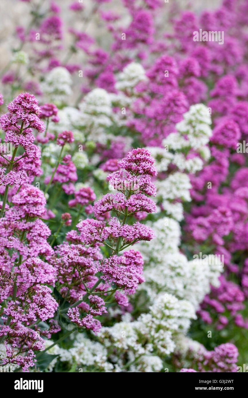Centranthus ruber jupiters beard hi-res stock photography and images ...