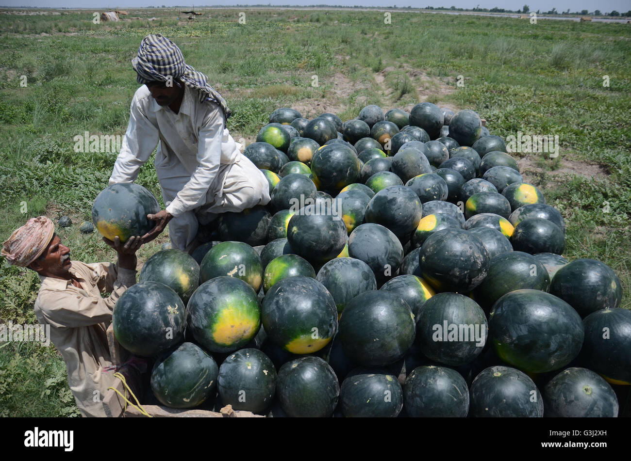 Pakistani farmers busy in their trucks loaded with watermelon at a ...