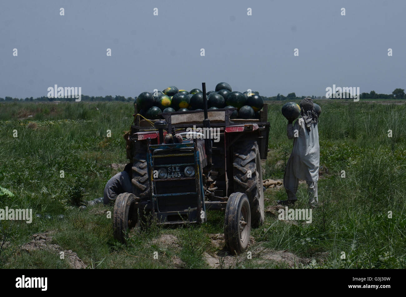 Pakistani farmers busy in their trucks loaded with watermelon at a ...