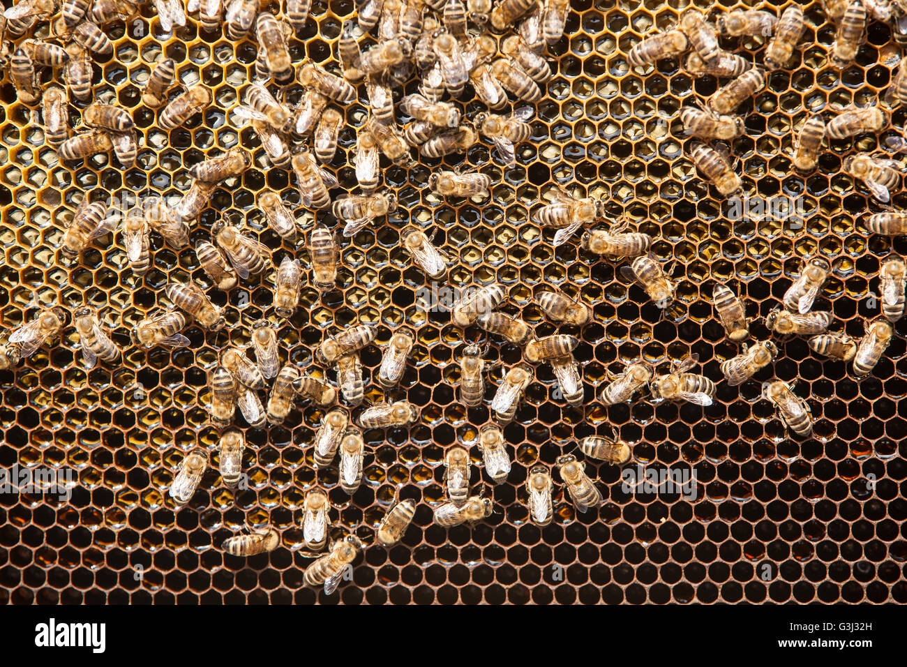 Bees honeycomb hi-res stock photography and images - Alamy