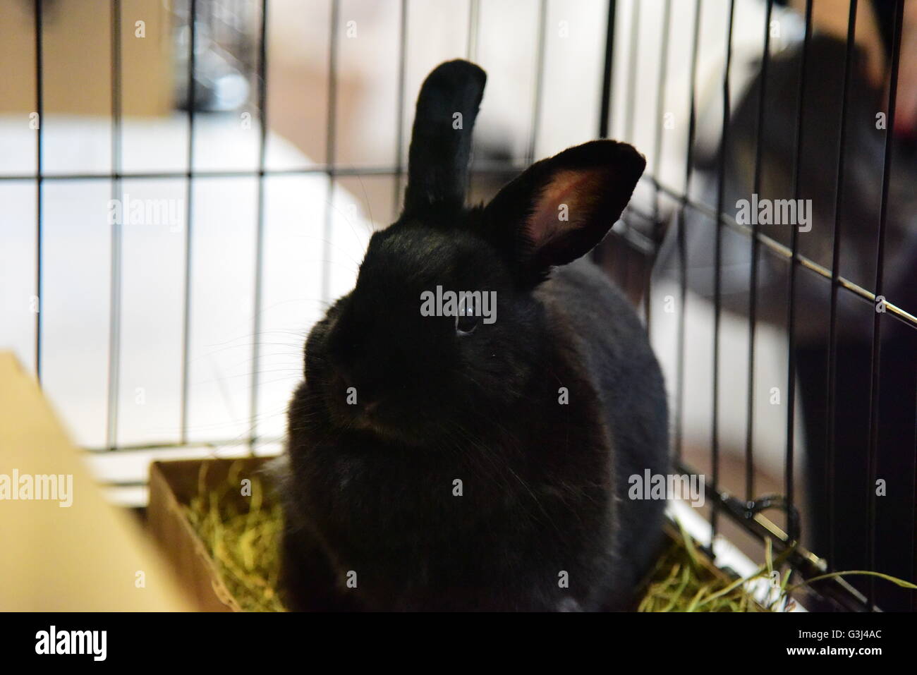 New York City, United States. 14th May, 2016. Black bunny rabbit in ...