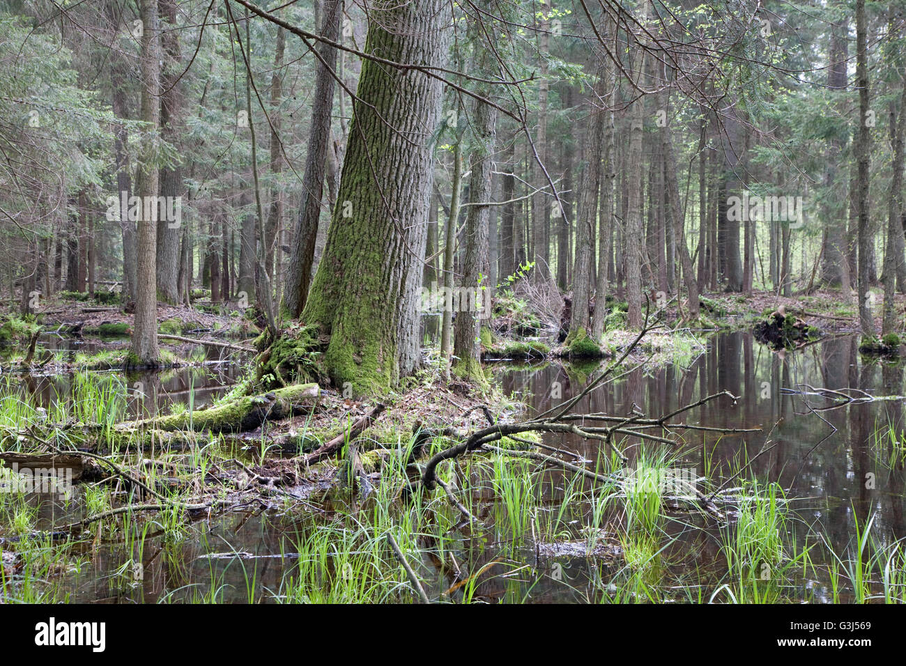 Primeval swamp hi-res stock photography and images - Alamy