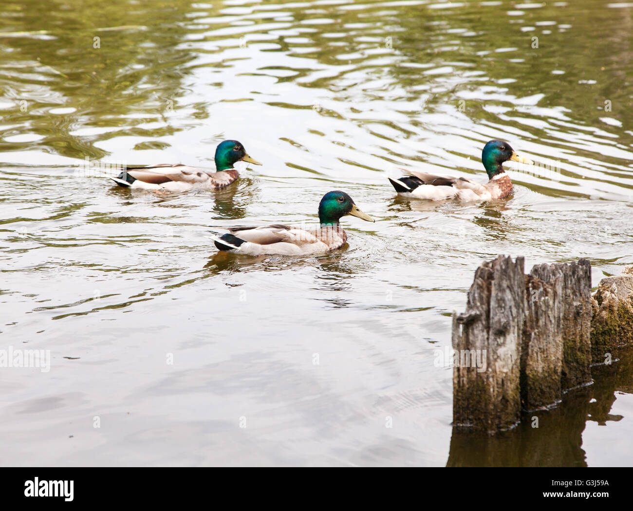 Three beautiful male mallard ducks hi-res stock photography and images ...