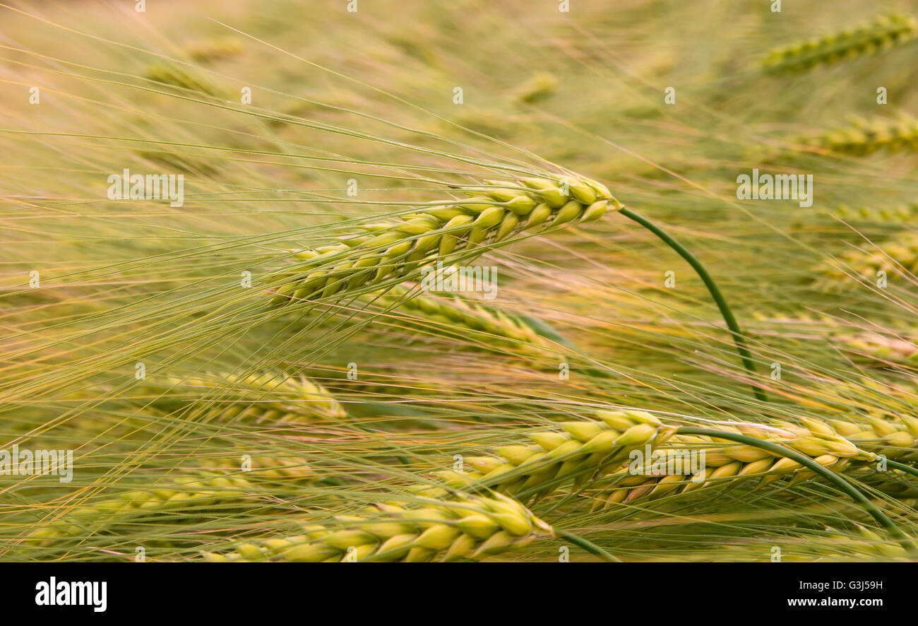 Hybrid of wheat and rye hi-res stock photography and images - Alamy