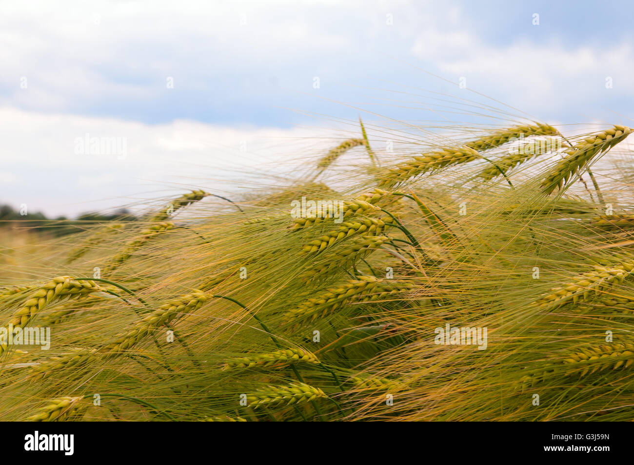 Wheat triticale rye hi-res stock photography and images - Alamy