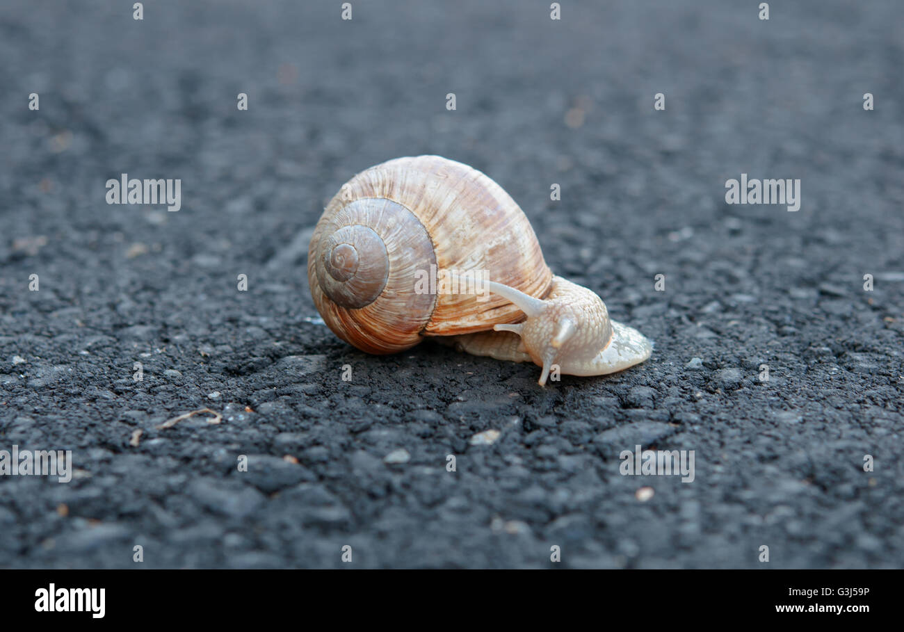 Snail trail hi-res stock photography and images - Alamy