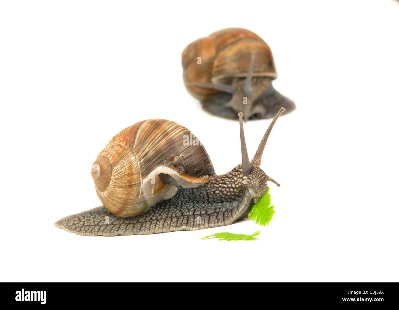 snail eating a green leaf on white background Stock Photo - Alamy