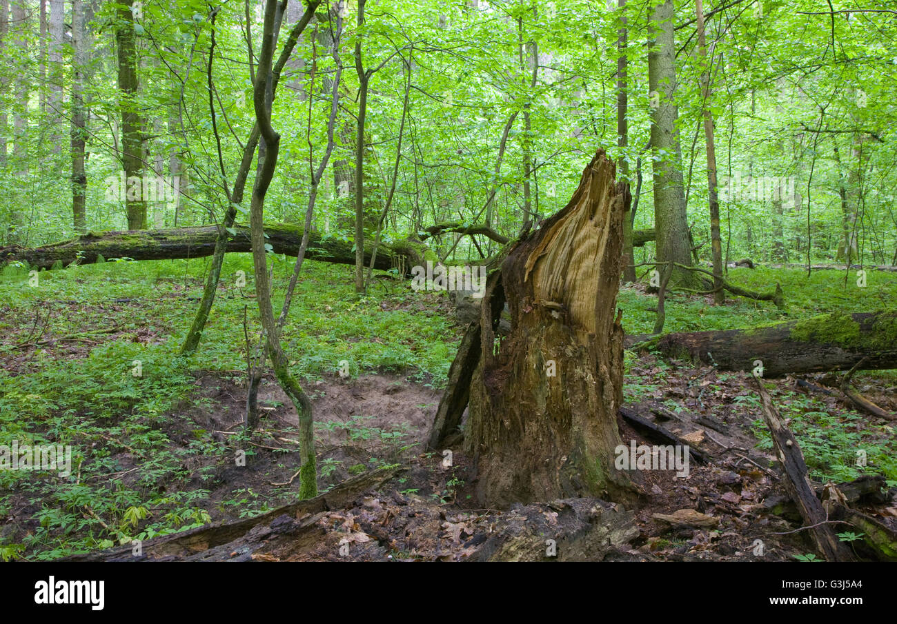 Partly declined stump in front of deciduous trees inside deciduous ...