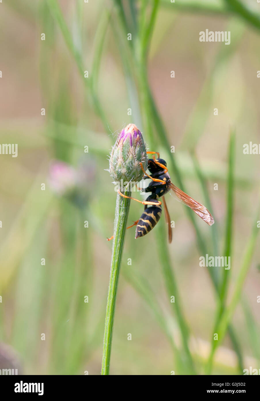 Desert wasp hi-res stock photography and images - Alamy