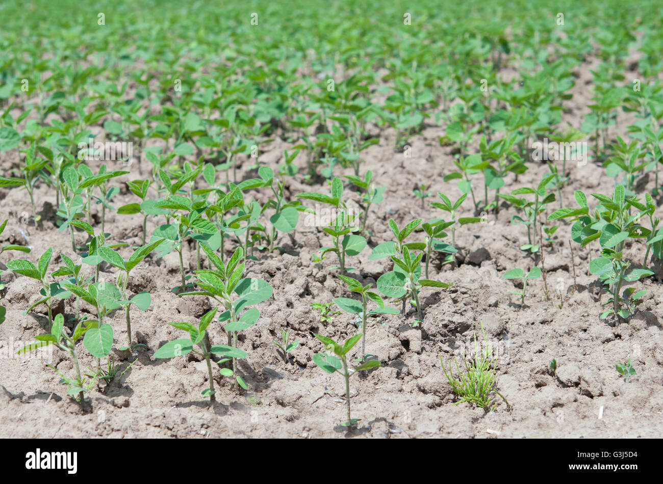 Soybean plant roots hi-res stock photography and images - Alamy