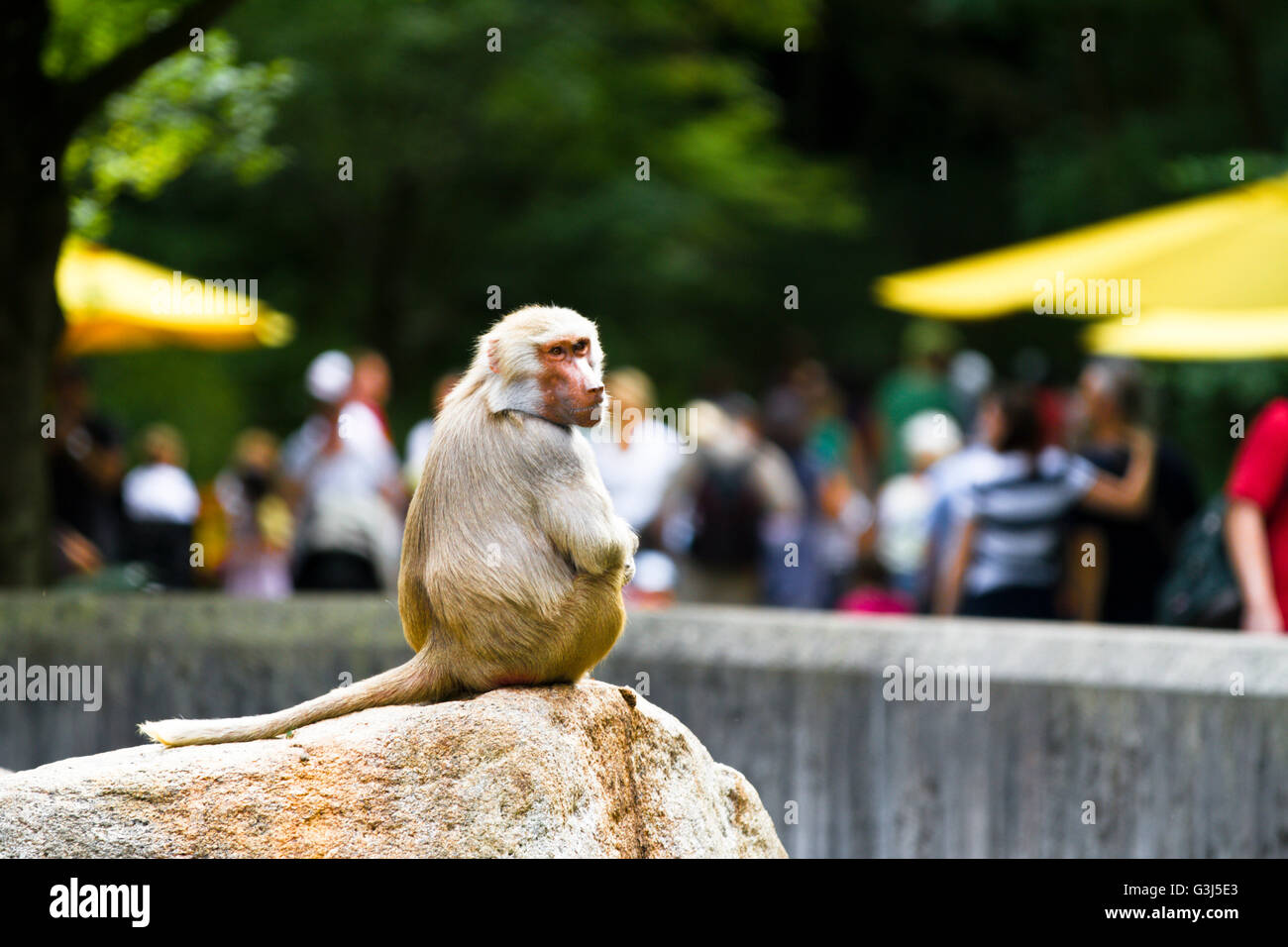 Baboon man hi-res stock photography and images - Alamy