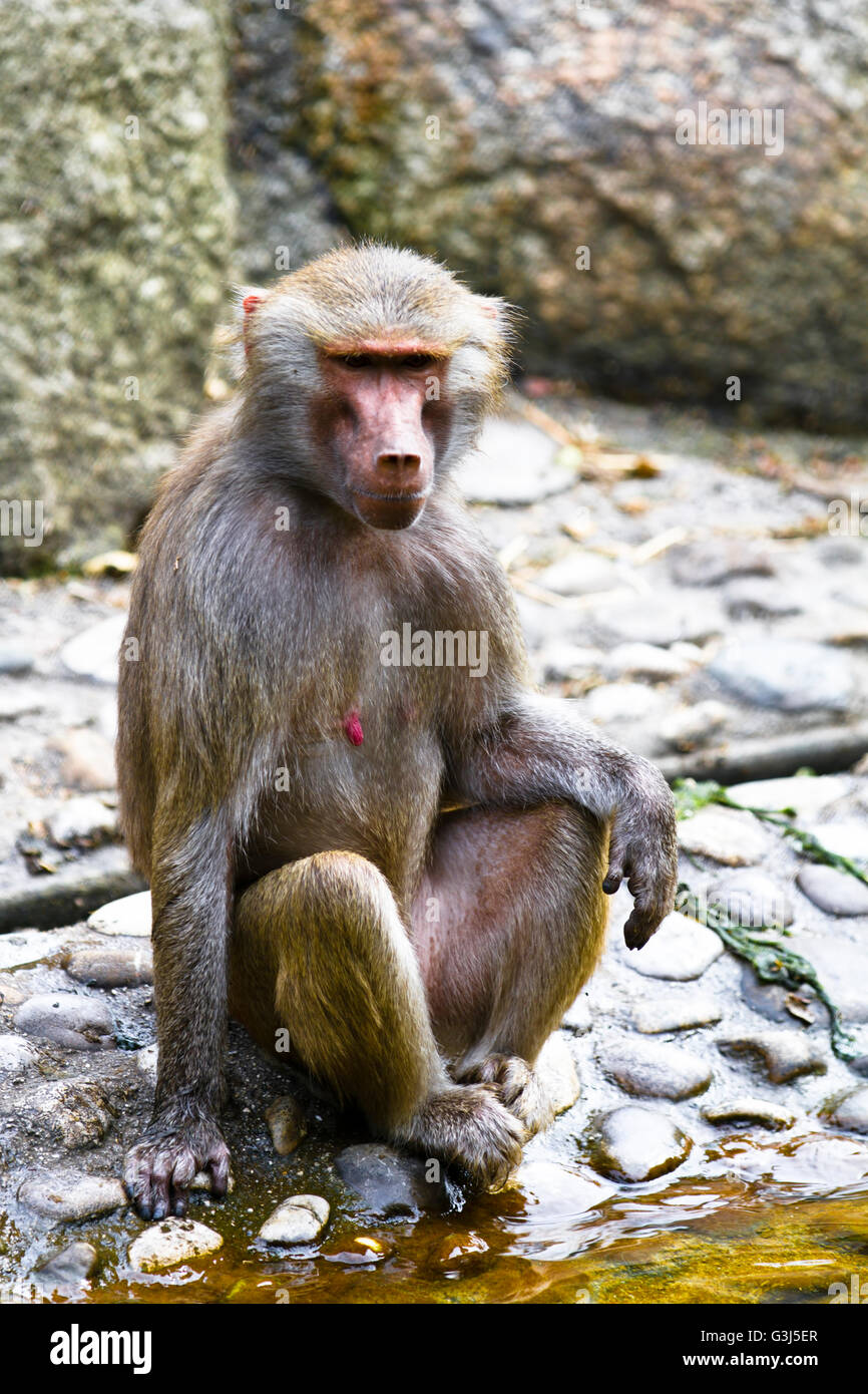 Baboon man hi-res stock photography and images - Alamy