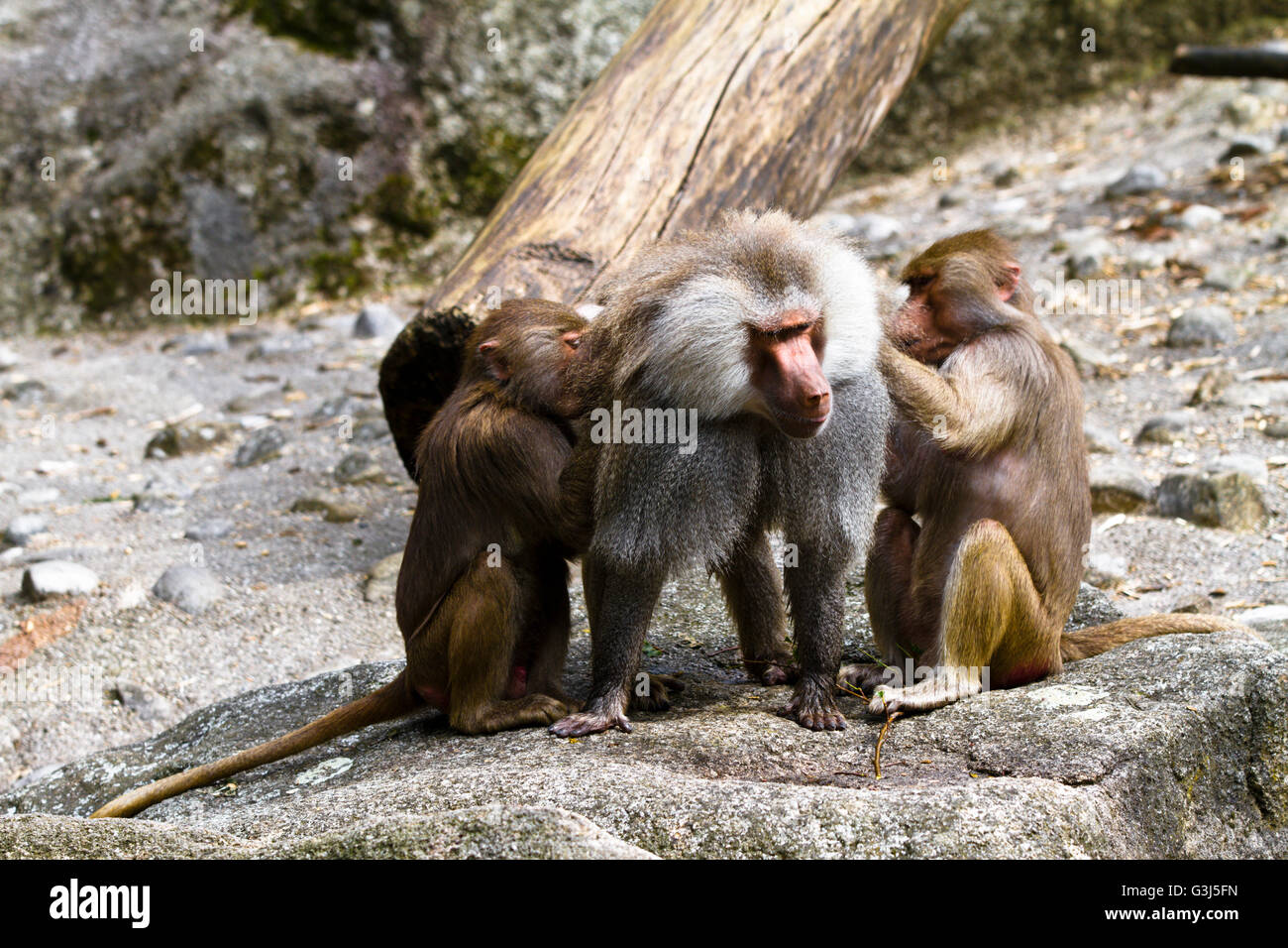 Baboons cleaning each other Stock Photo - Alamy