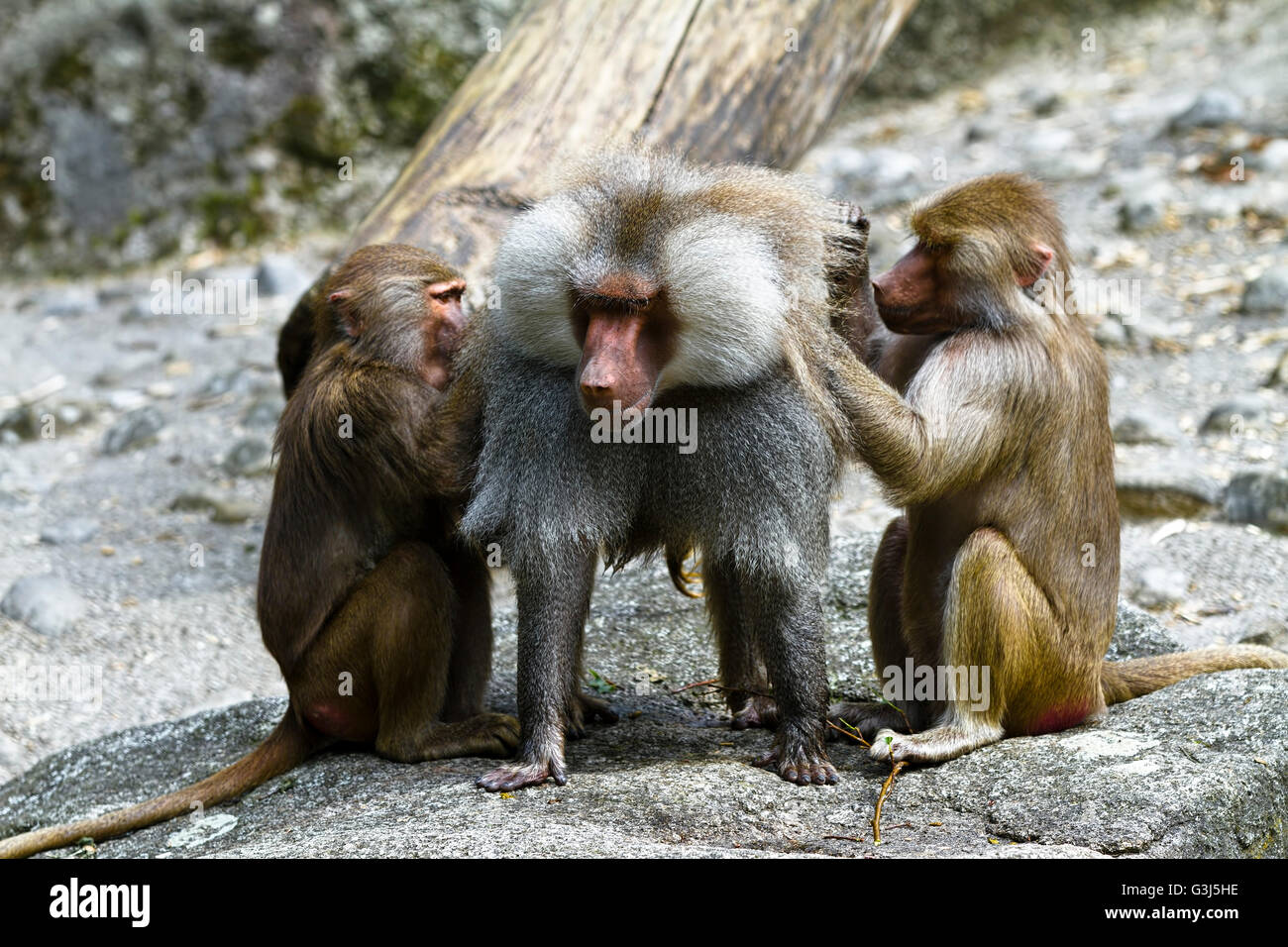 Zoo cleaning hi-res stock photography and images - Alamy