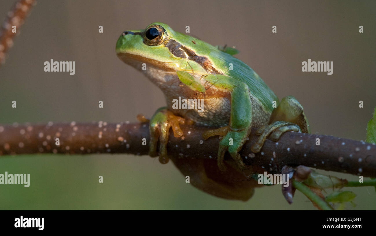 Endangered Tree Frog High Resolution Stock Photography and Images - Alamy