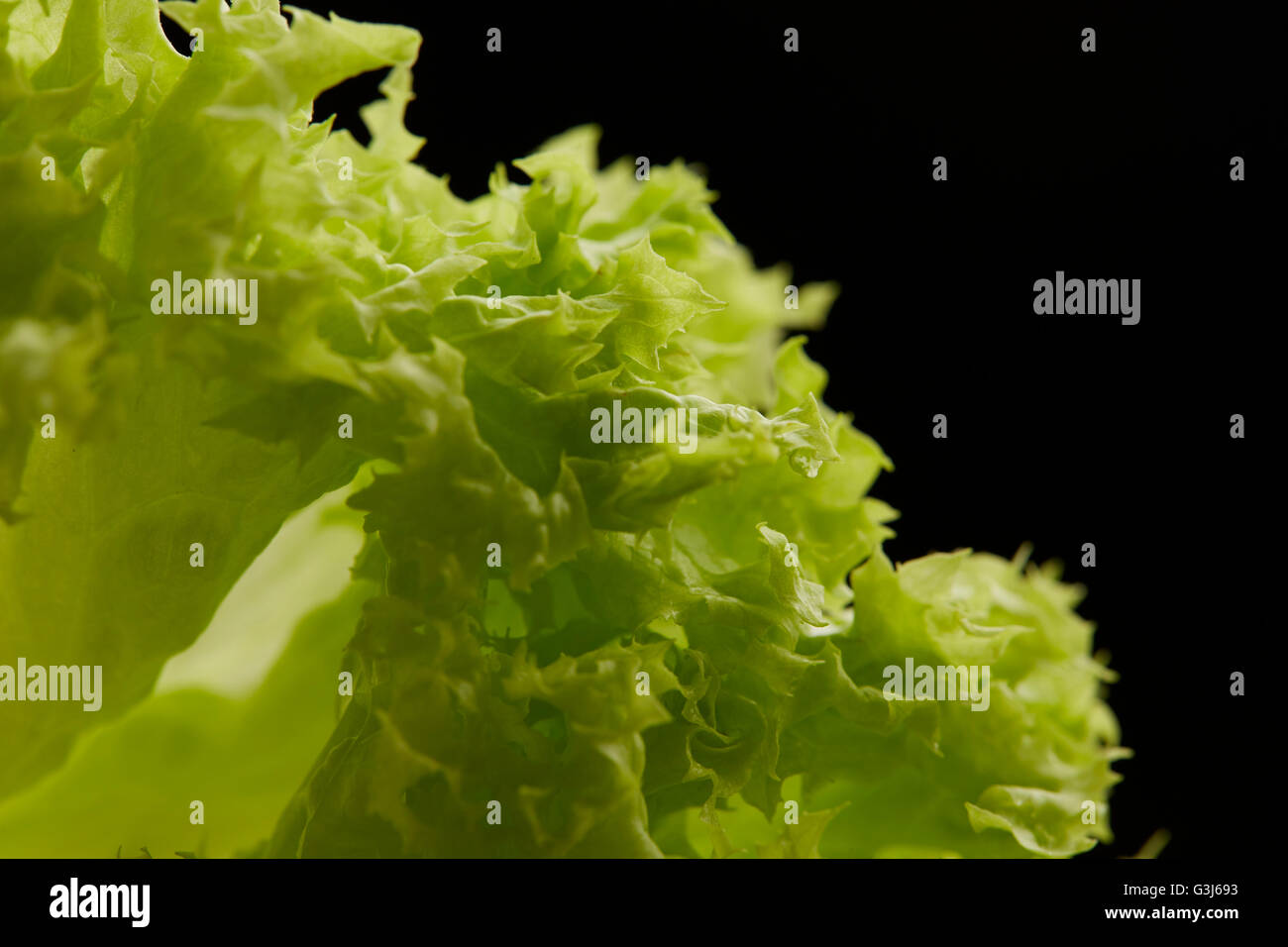 Fresh oak leaf lettuce isolated hi-res stock photography and images - Alamy