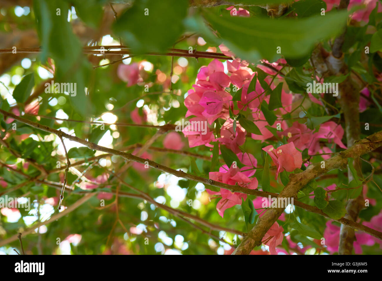 purple pink flowers on a tree in Thailand Stock Photo - Alamy