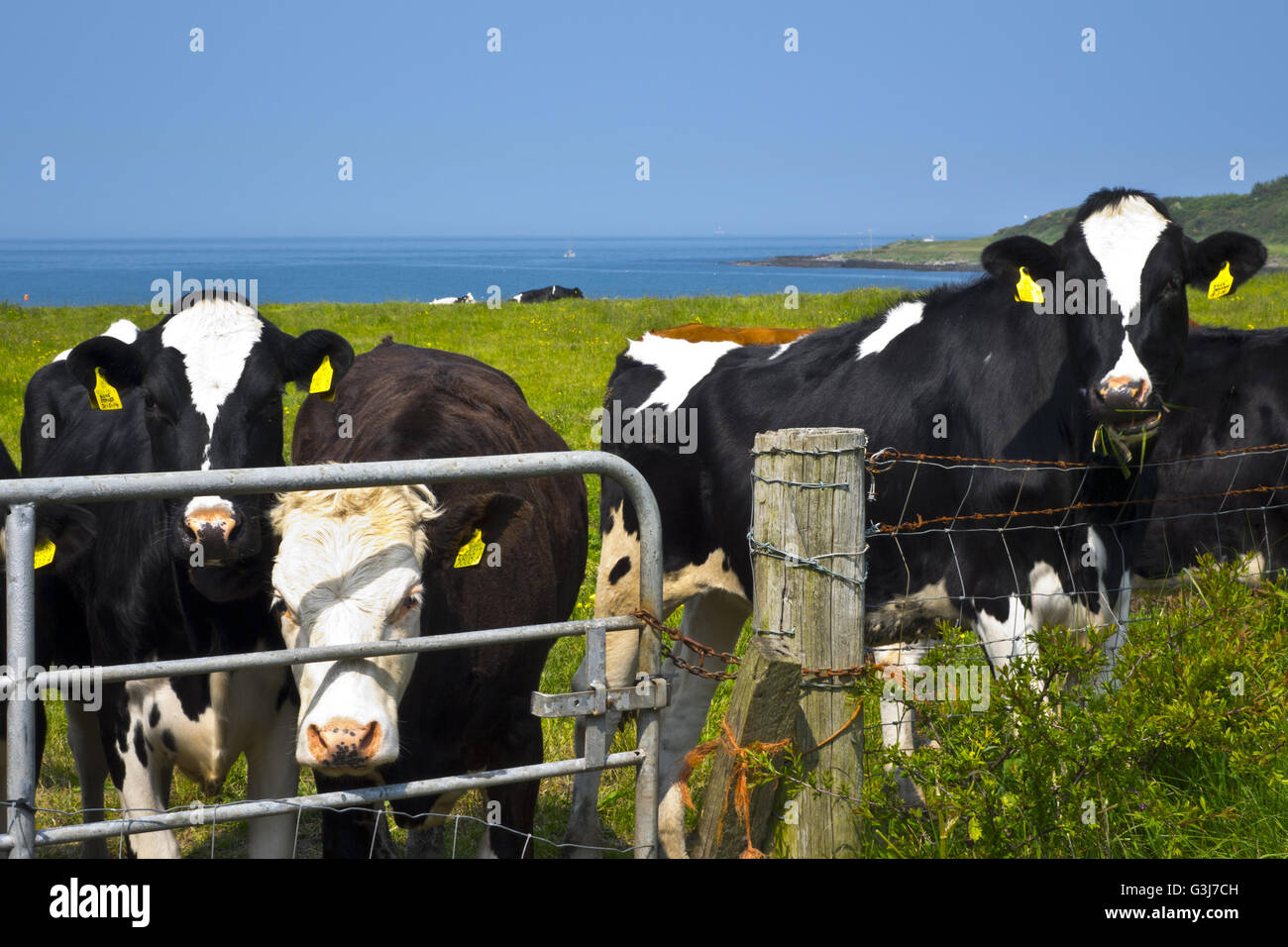 Holstein Friesian cattle cows Stock Photo - Alamy