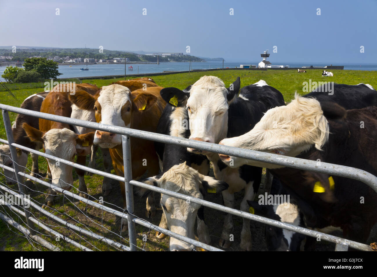 Holstein Friesian cattle cows Stock Photo - Alamy