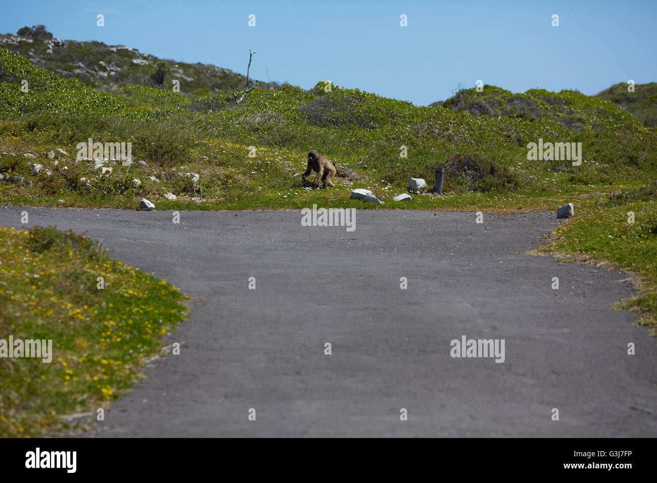Chacma baboons cape town hi-res stock photography and images - Alamy