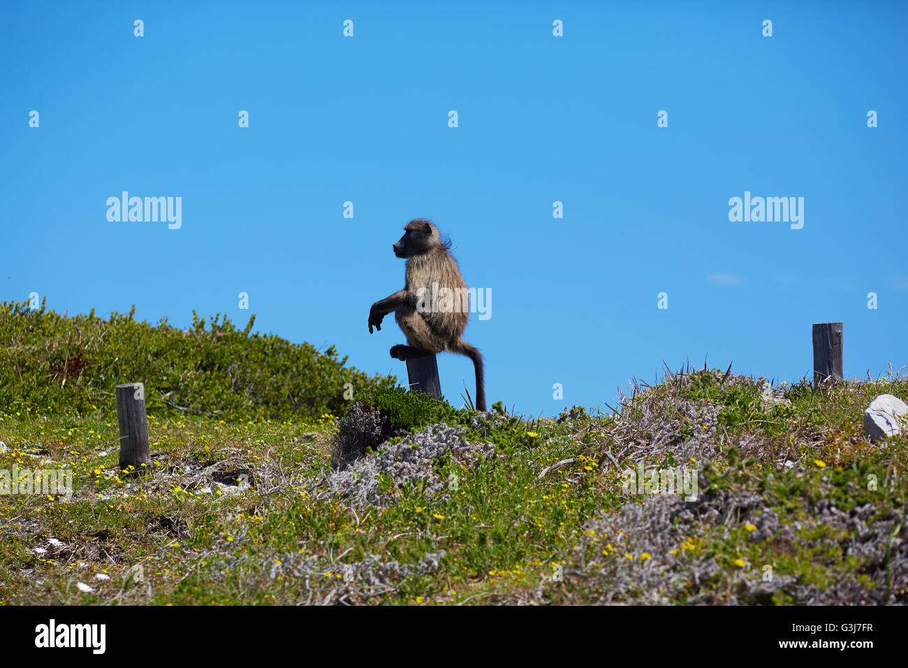 monkey in Cape Town Stock Photo - Alamy