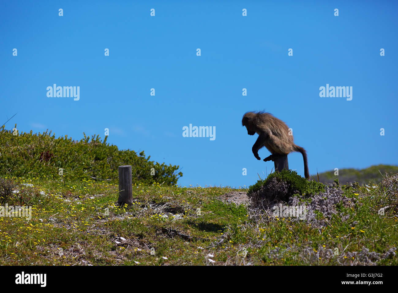 monkey in Cape Town Stock Photo - Alamy