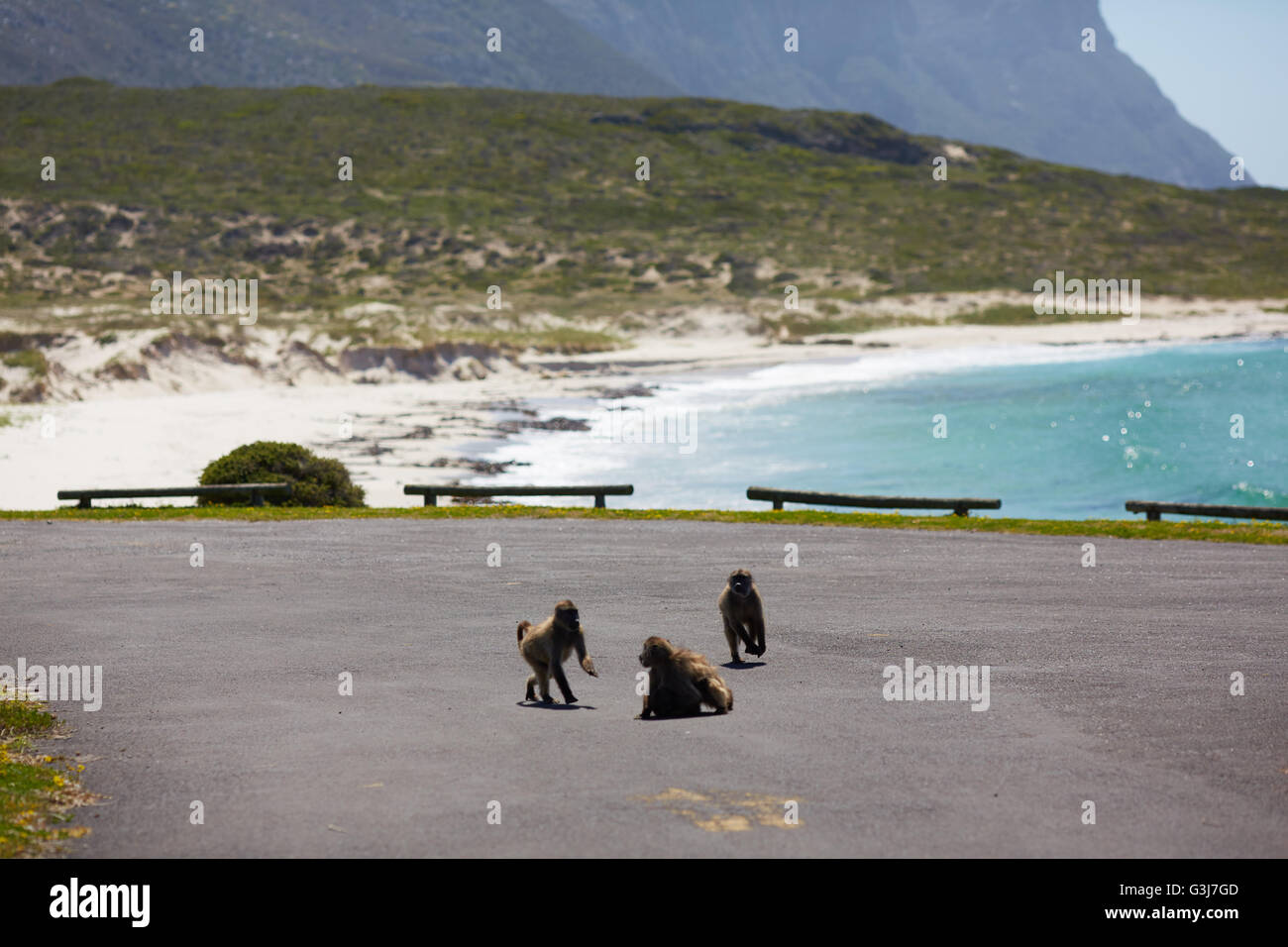 Monkey in cape town hi-res stock photography and images - Alamy