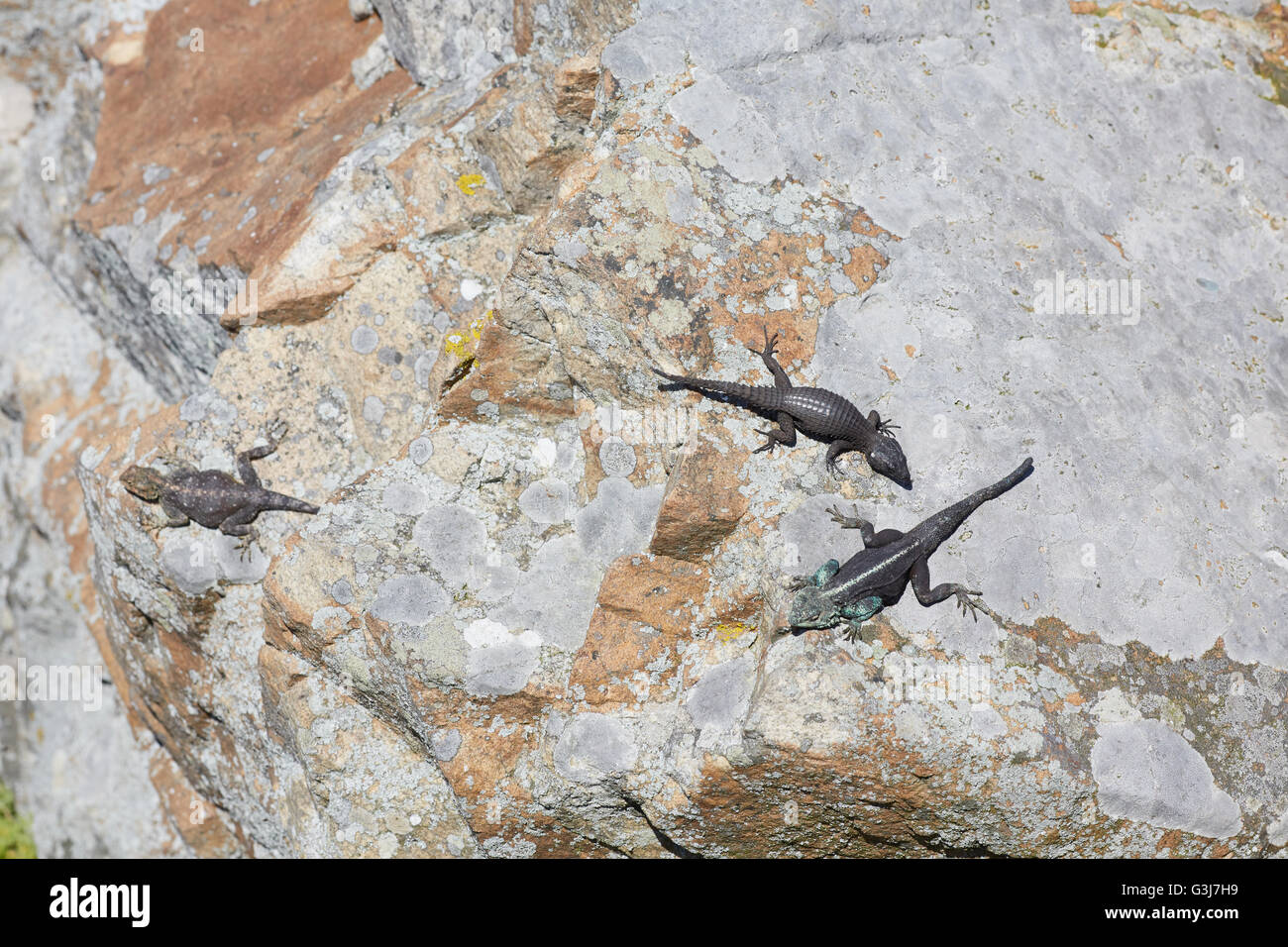 Cape town reptile hi-res stock photography and images - Alamy