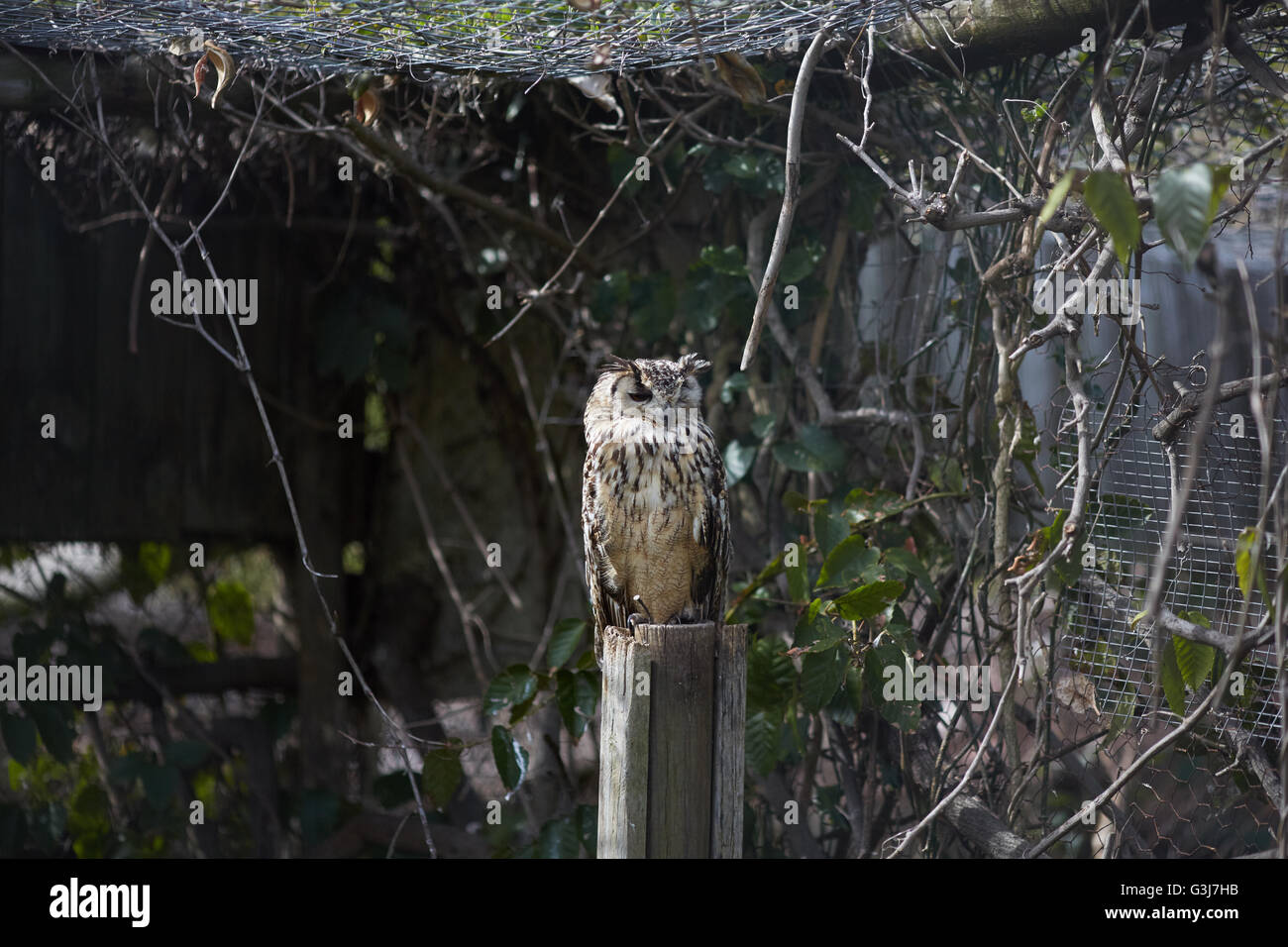 owl in the zoo Stock Photo - Alamy