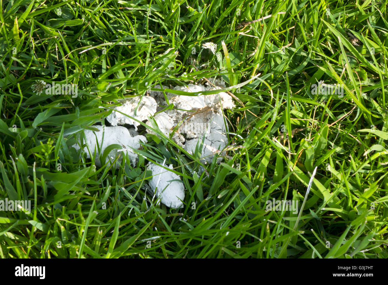 white dog poo Stock Photo - Alamy