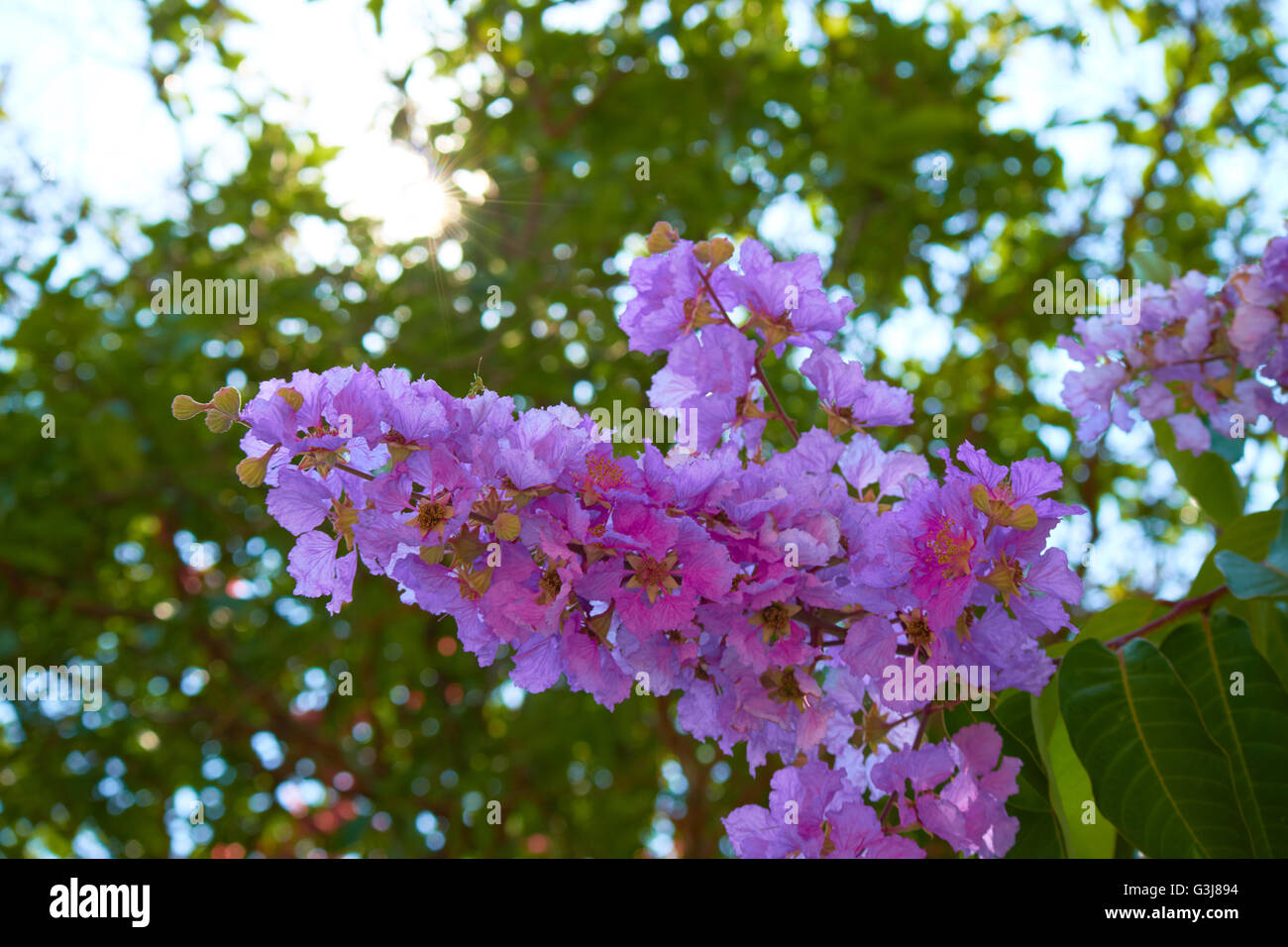 purple pink flowers on a tree in Thailand Stock Photo - Alamy