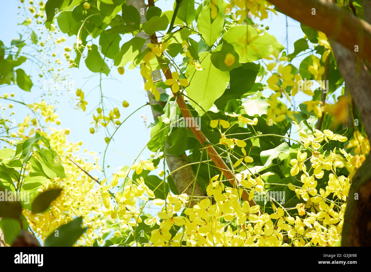 yellow flowers on the tree in Thailand Stock Photo - Alamy