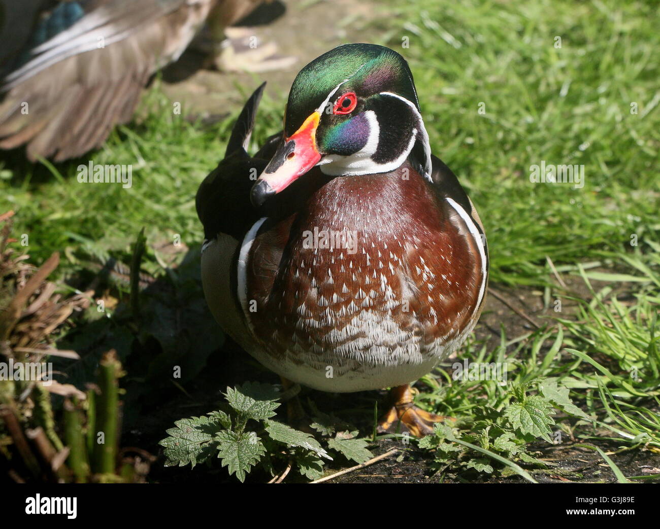 Male North American Wood duck or Carolina duck (Aix sponsa) posing on ...
