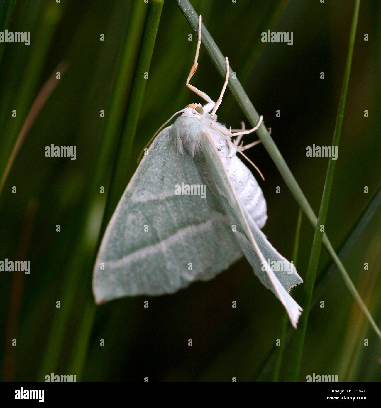 Female European Light Emerald moth (Campaea margaritaria Stock Photo ...